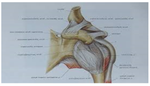 Σύνδρομο υπακρωμιακής προστριβής του ώμου - Στέφανος Αναστασόπουλος ...